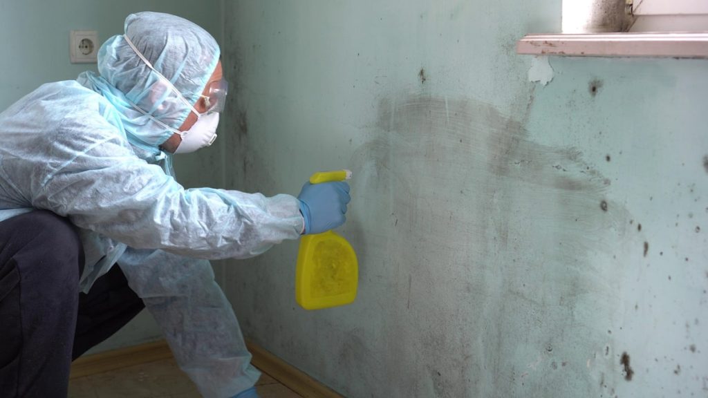 The Cost-Effectiveness of Professional Mold Inspection Services.